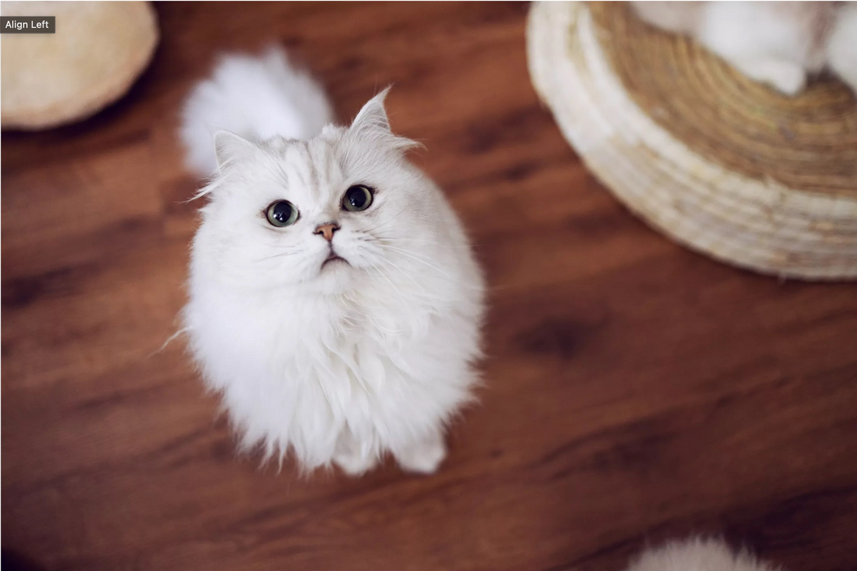 When Do Cats Shed the Most? – The Pampered Pet