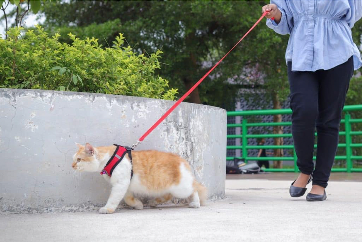 Cat Leash Training: Step-By-Step Guide – The Pampered Pet
